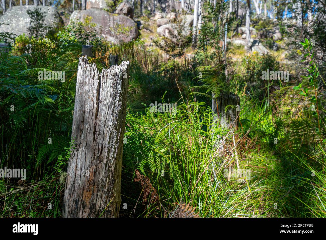 Historic World War II Tank Traps in Thunderbolt's Gully, Tenterfield ...
