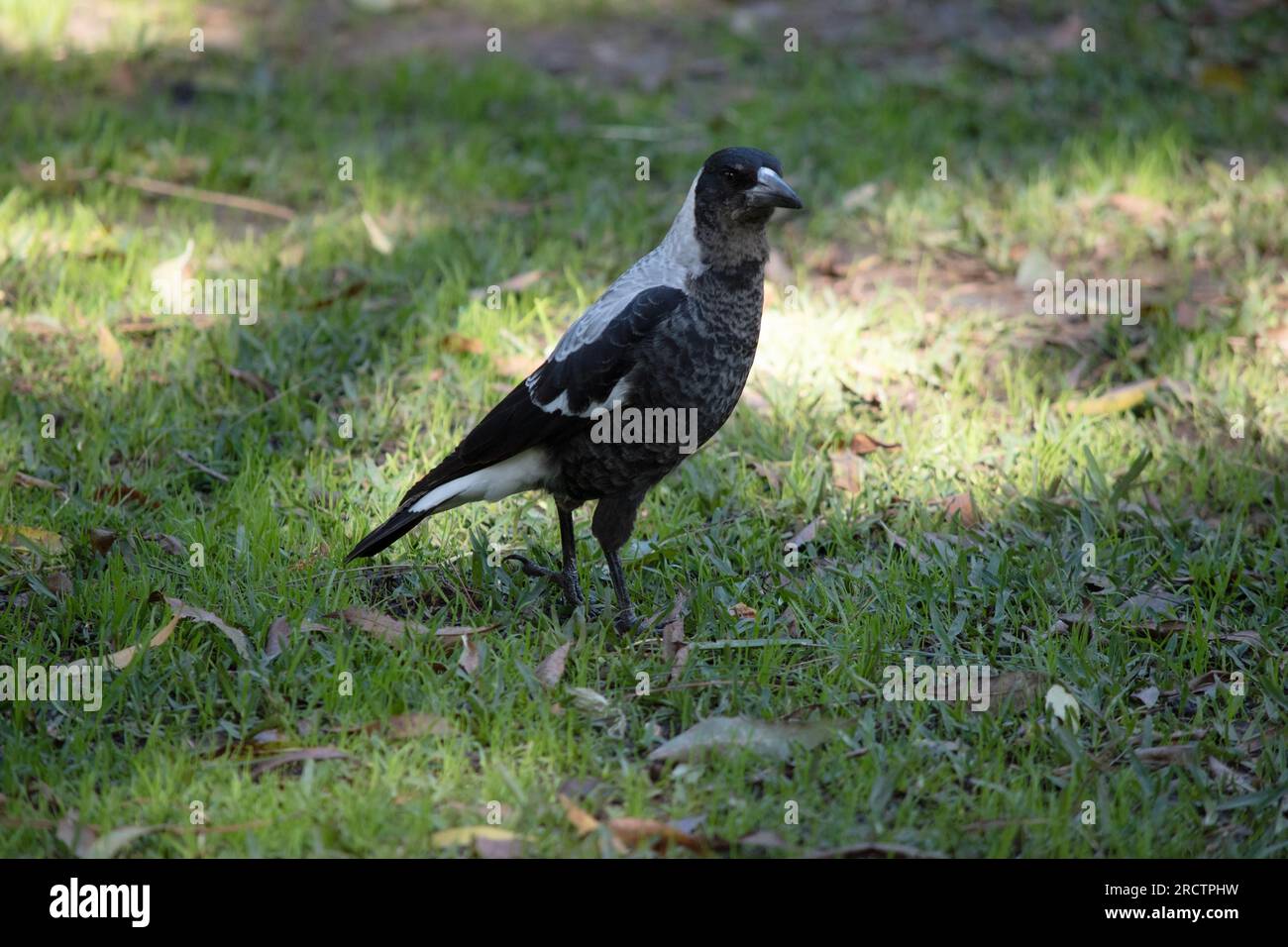 the magpie is a black and white bird Stock Photo - Alamy