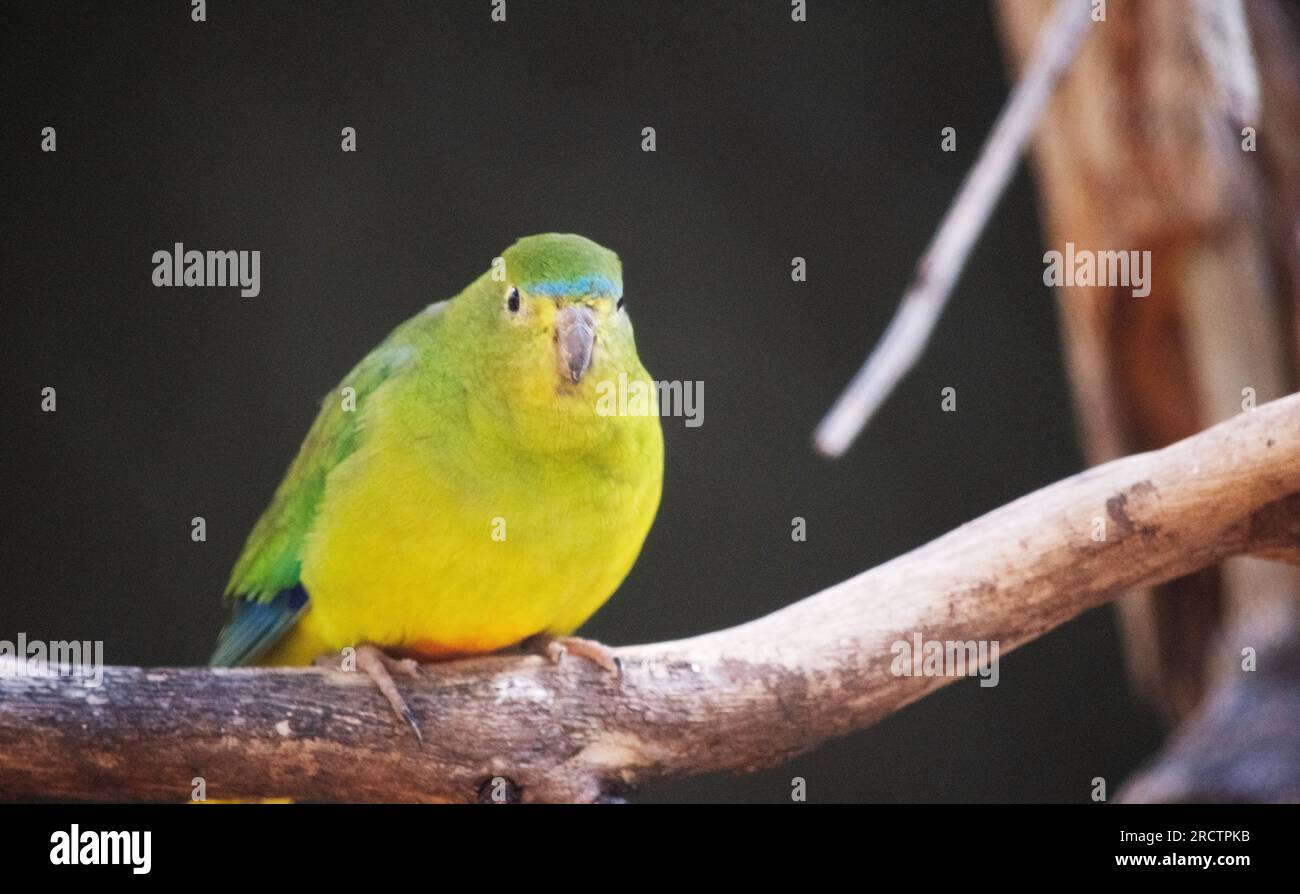 the orange bellied parrot has a blue forehead-band (that does not ...
