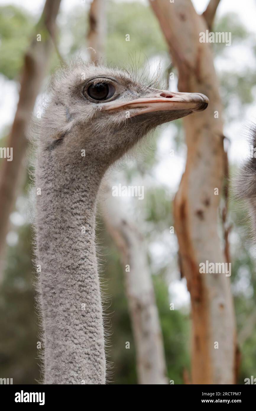 The ostrich is the largest and heaviest living bird in the world they ...