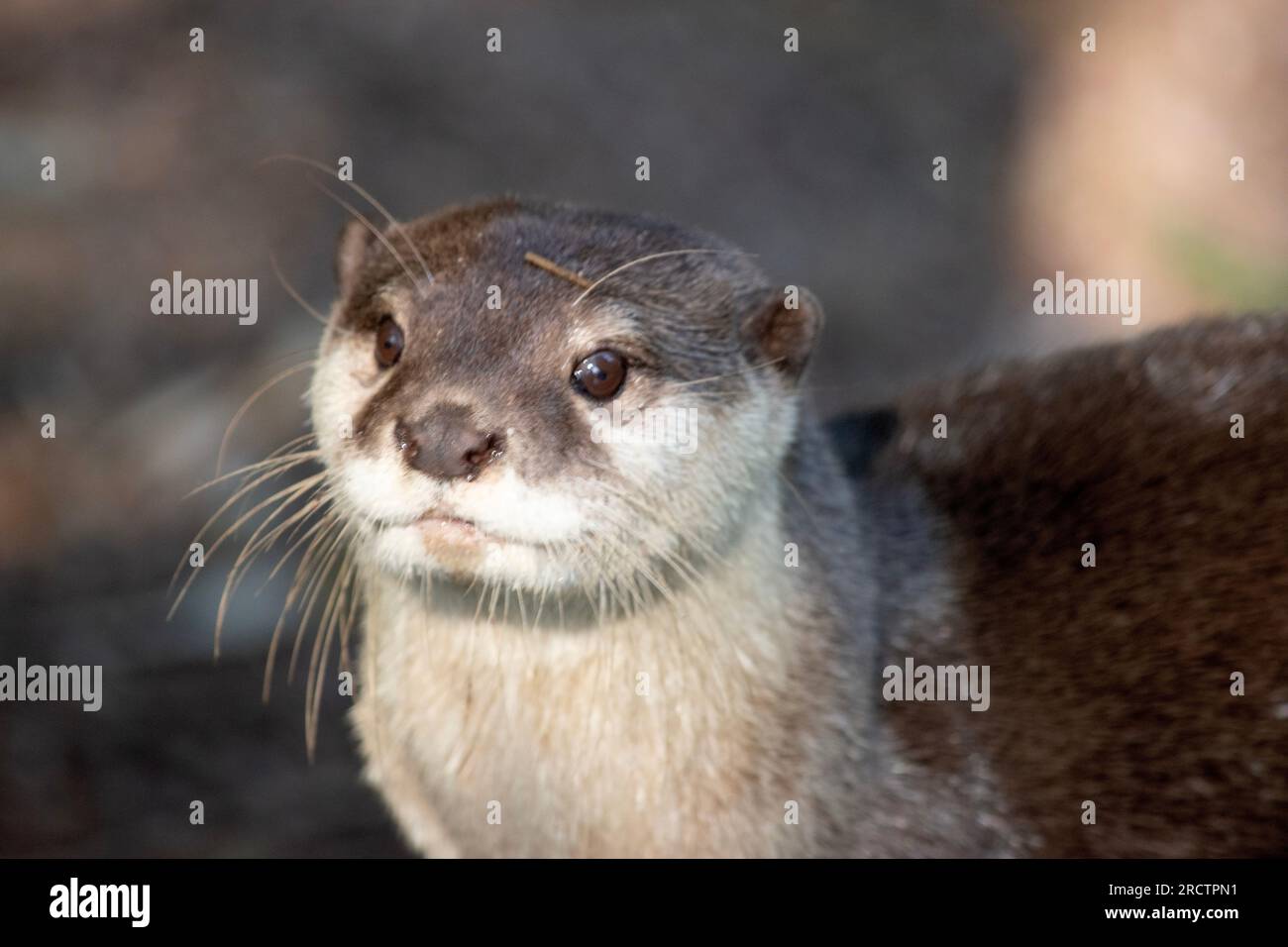 Asian small clawed otters are small, with short ears and noses ...