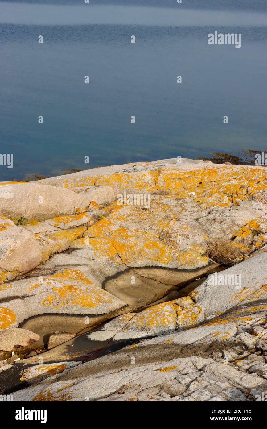 Yellow moss growing on cliff in Fjällbacka archipelago on the western ...