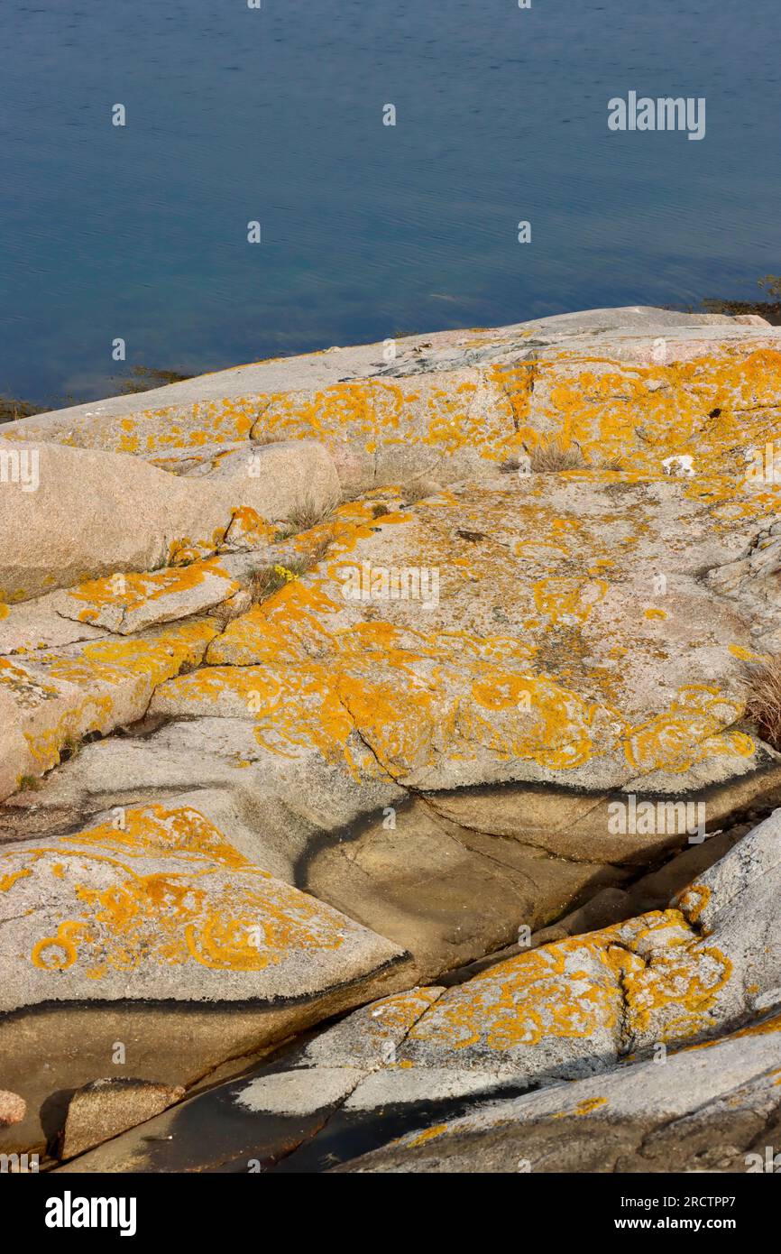 Yellow moss growing on cliff in Fjällbacka archipelago on the western ...