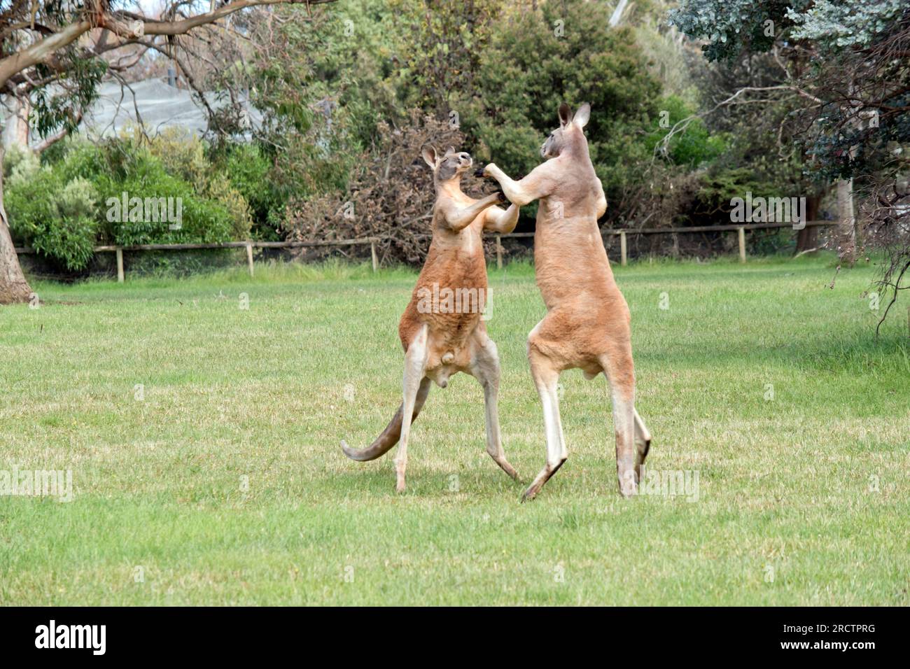 Male kangaroos fighting hi-res stock photography and images - Alamy
