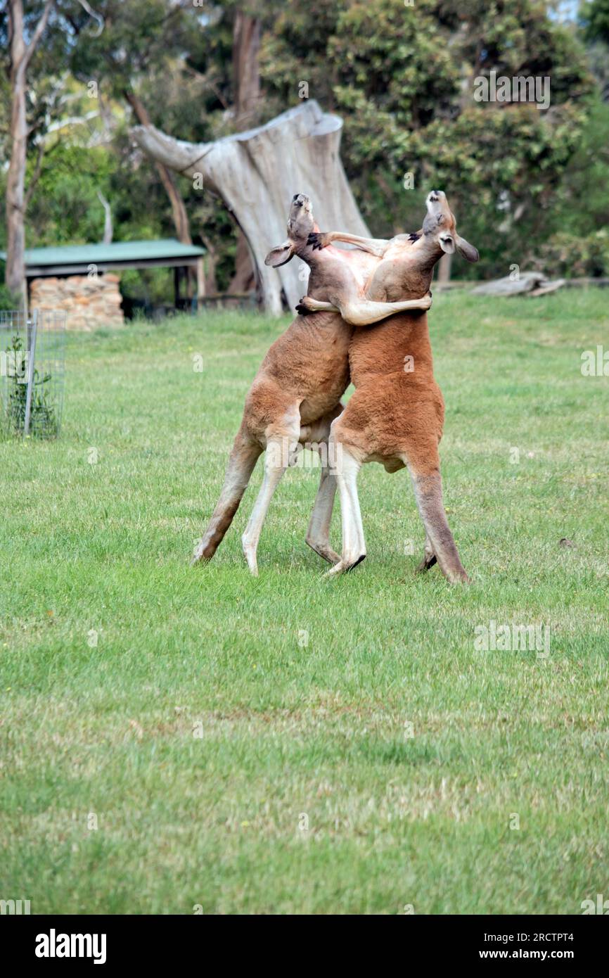the two male red kangaroos are fighting for the dominant position in ...