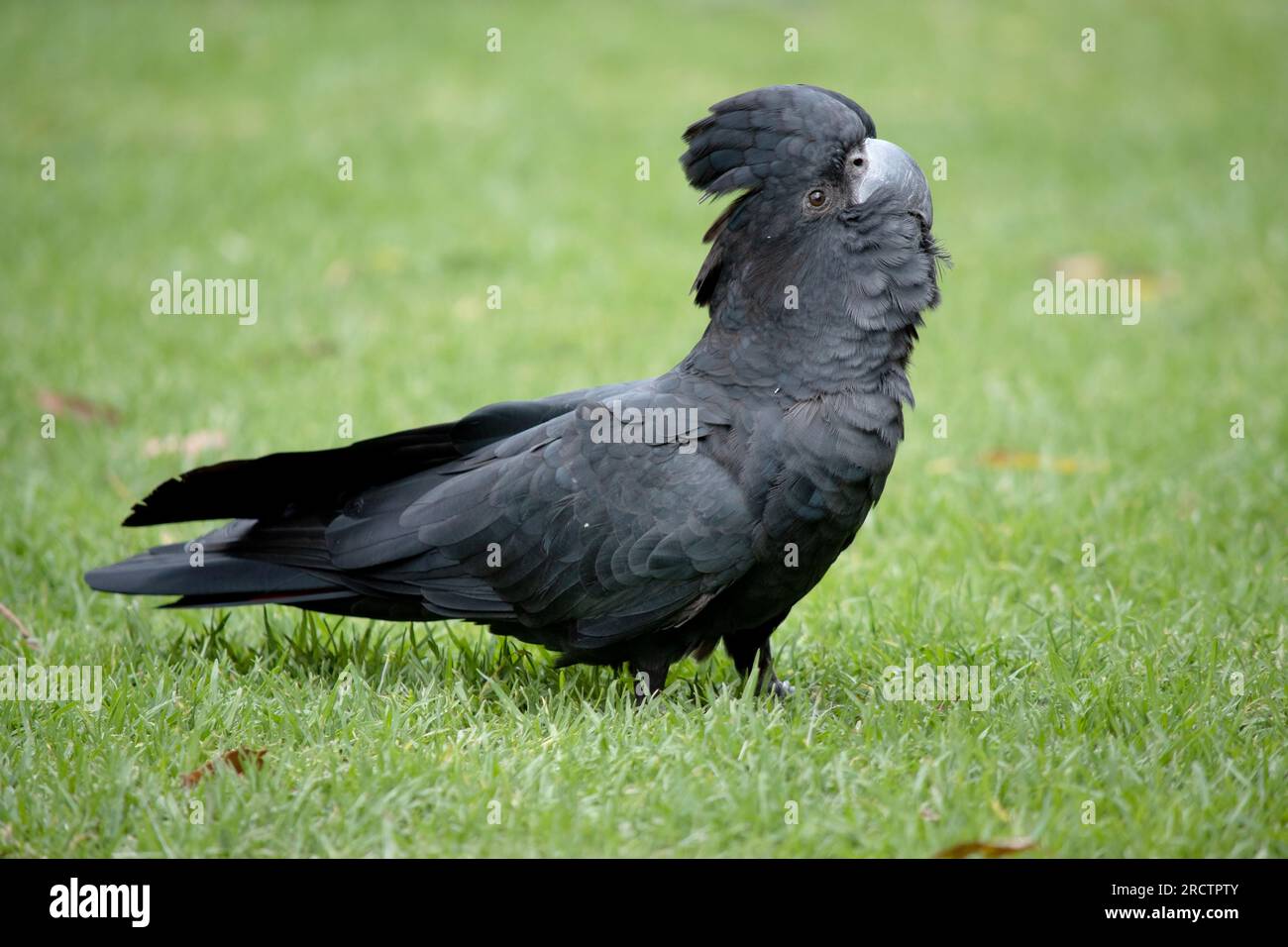 the red tailed black cockatoo is all black with a red tail Stock Photo ...