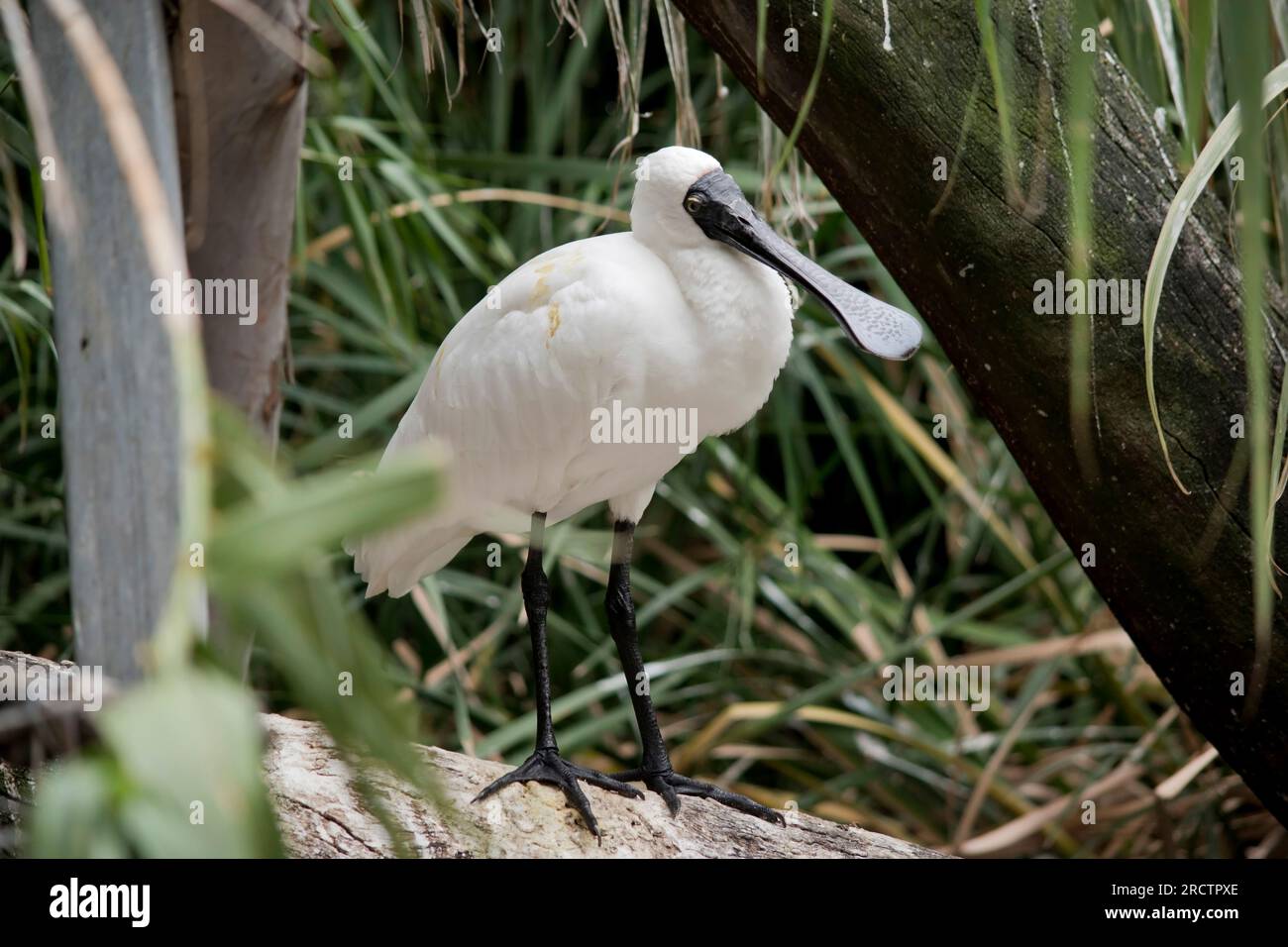 The royal spoonbill is a large white sea bird with a black bill that ...