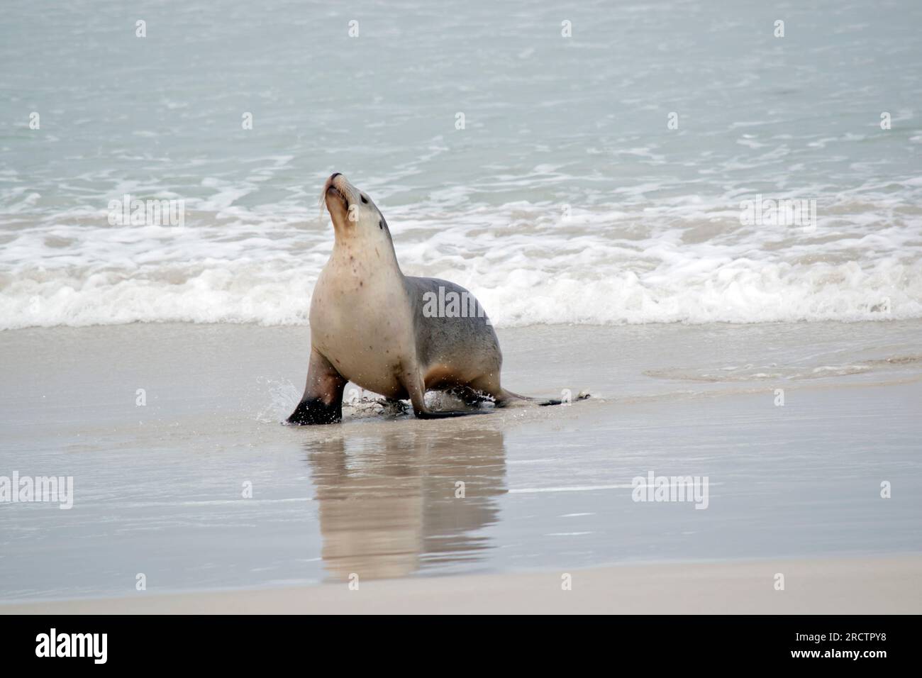 Sea lions are characterized by external ear flaps, long fore flippers ...