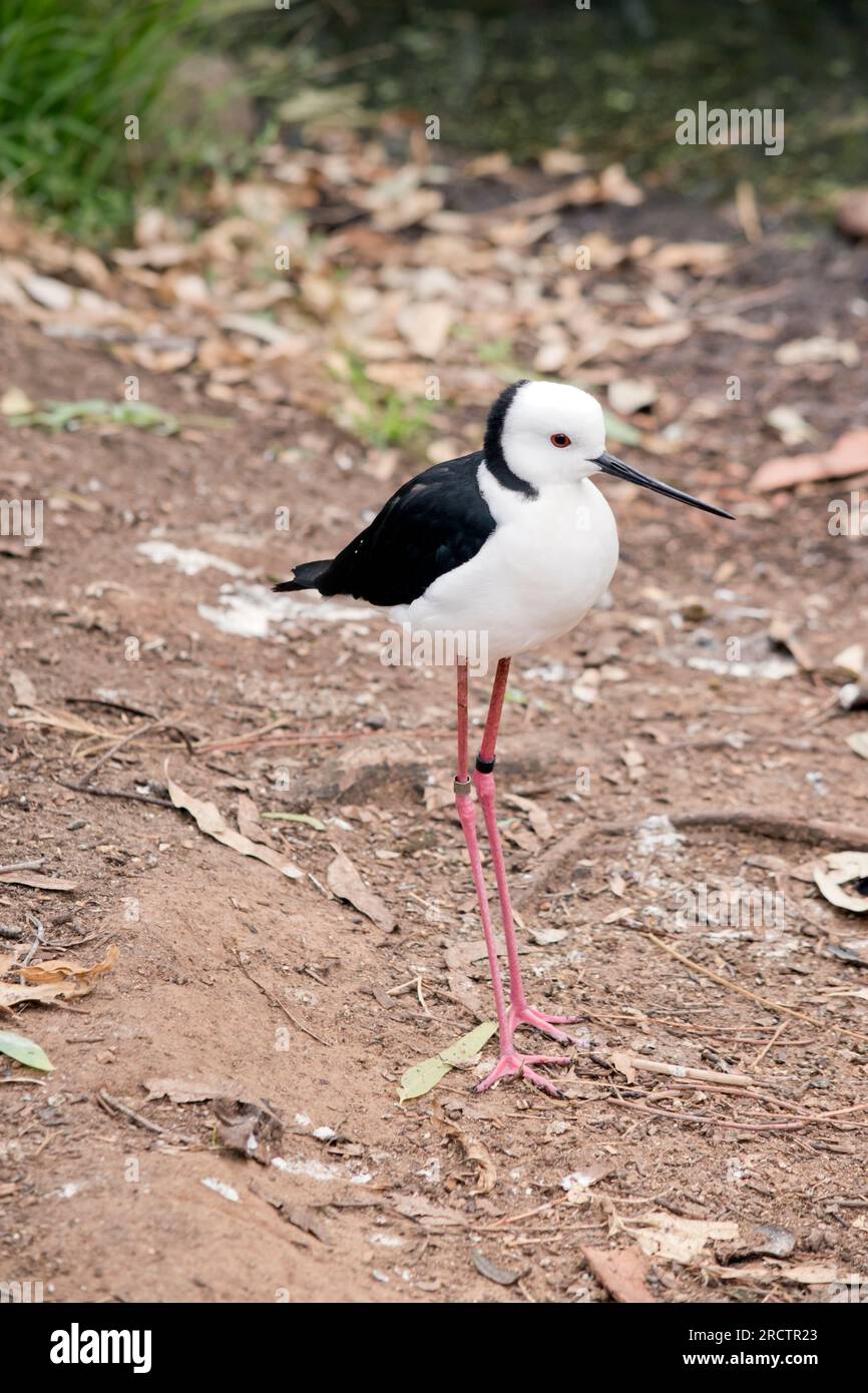 the black winged stilt is a black and white seabird with pink legs. It ...