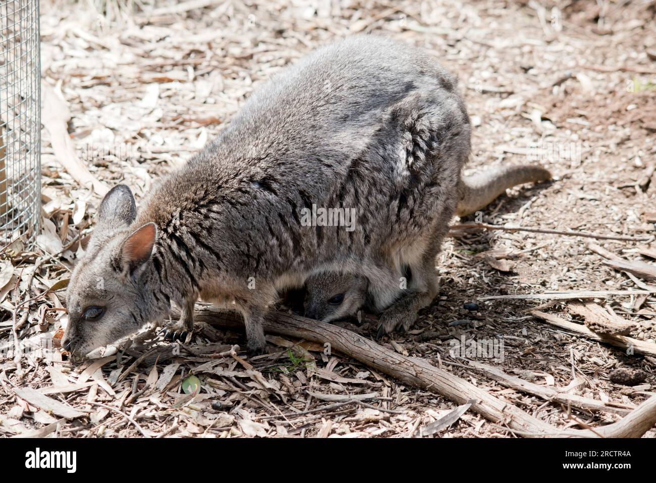 the tammar wallaby is a small marsupial with a grey coat and tan arms ...