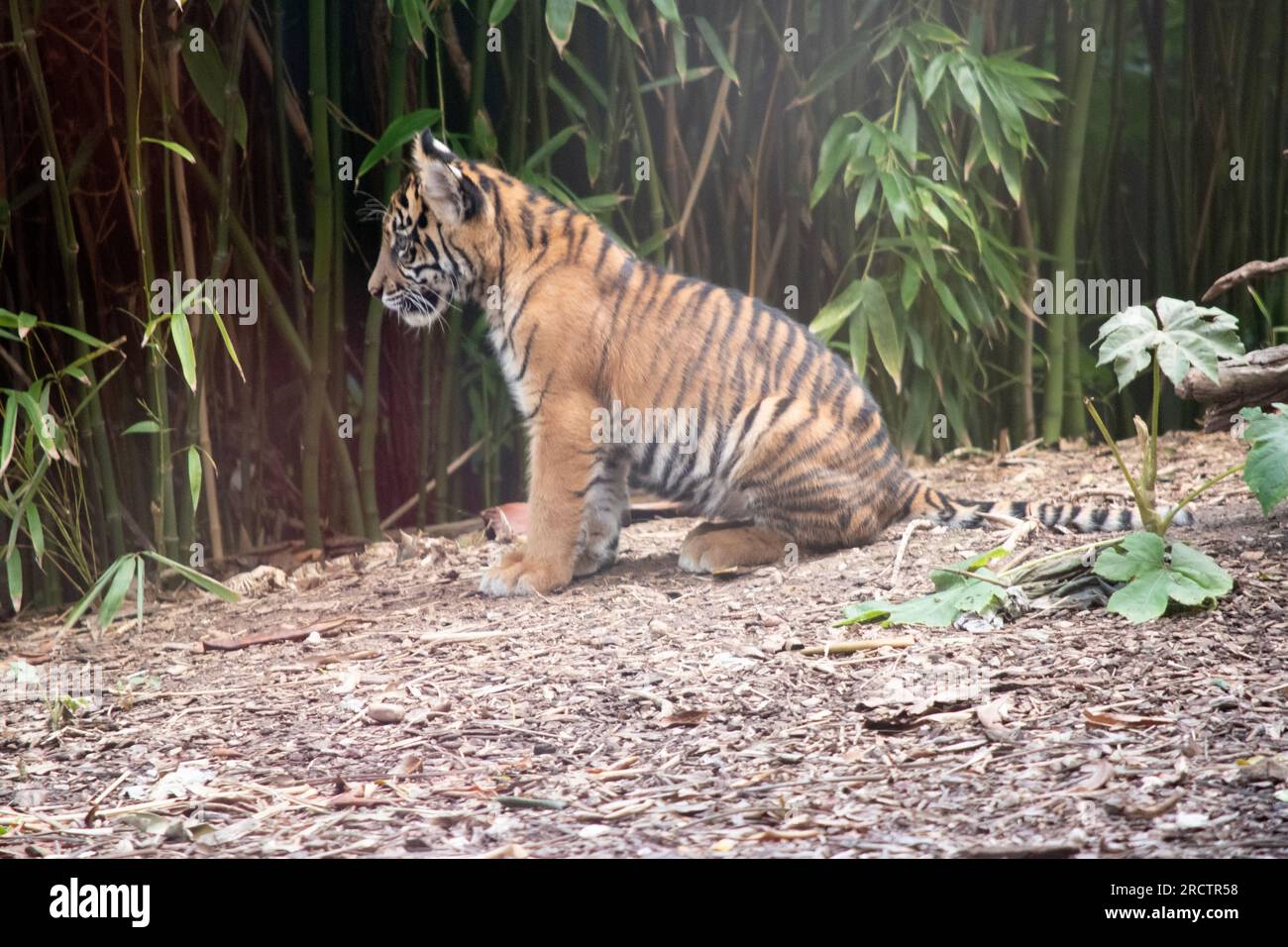 Tiger cubs are born small, blind, and weak. They're born with all their ...