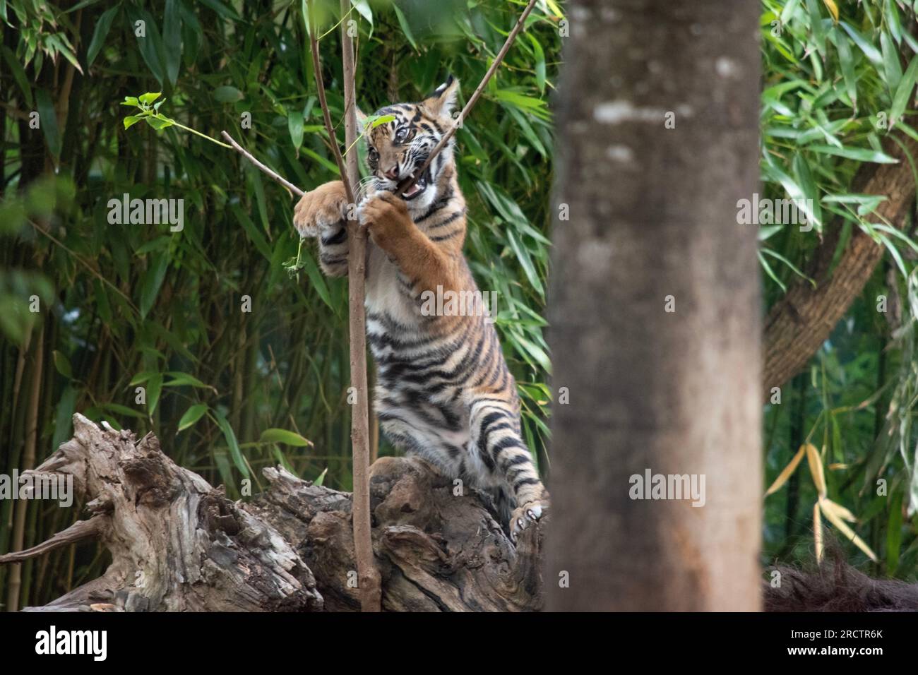 Tiger cubs are born small, blind, and weak. They're born with all their ...