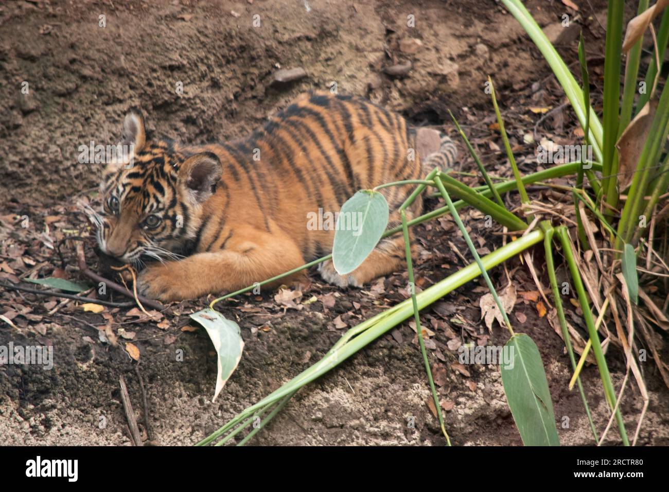 Tiger cub eat hi-res stock photography and images - Alamy