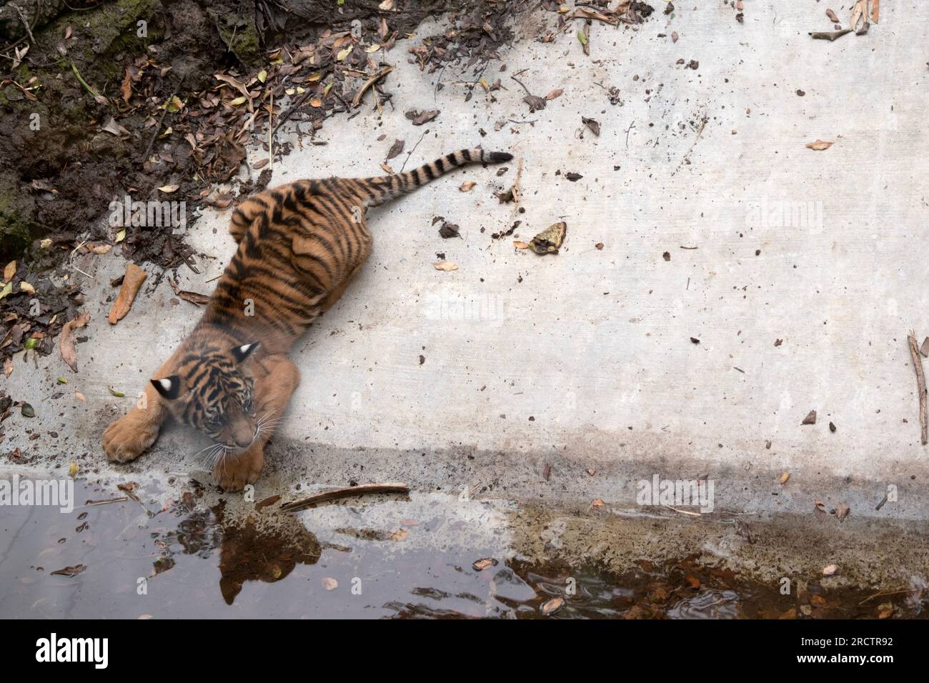 Tiger cubs are born small, blind, and weak. They're born with all their ...