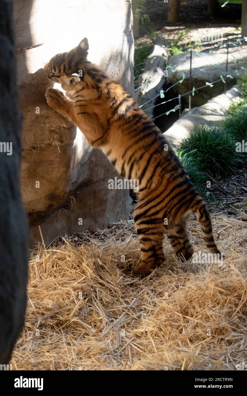 Tiger cubs are born small, blind, and weak. They're born with all their ...