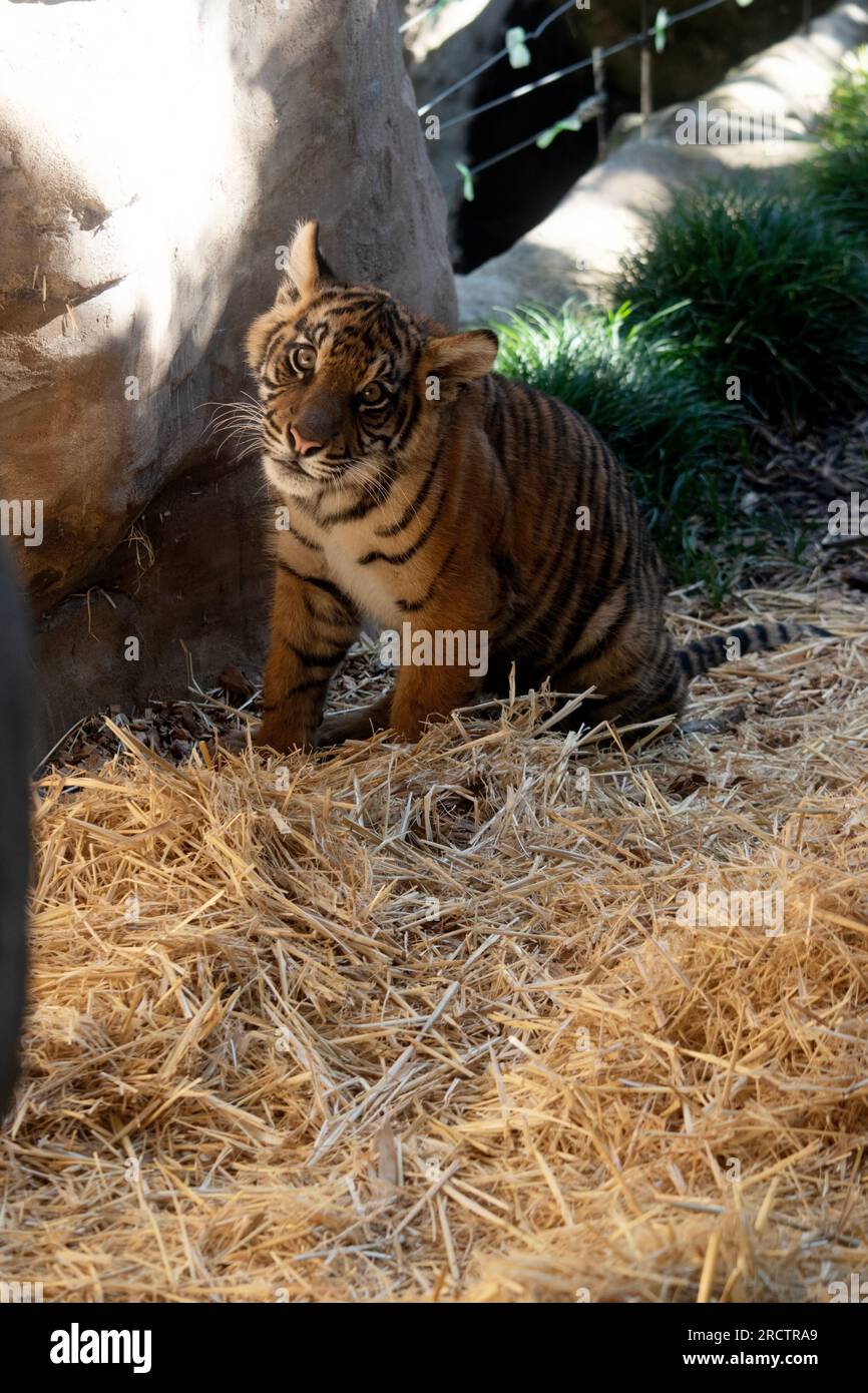 Tiger cubs are born small, blind, and weak. They're born with all their ...