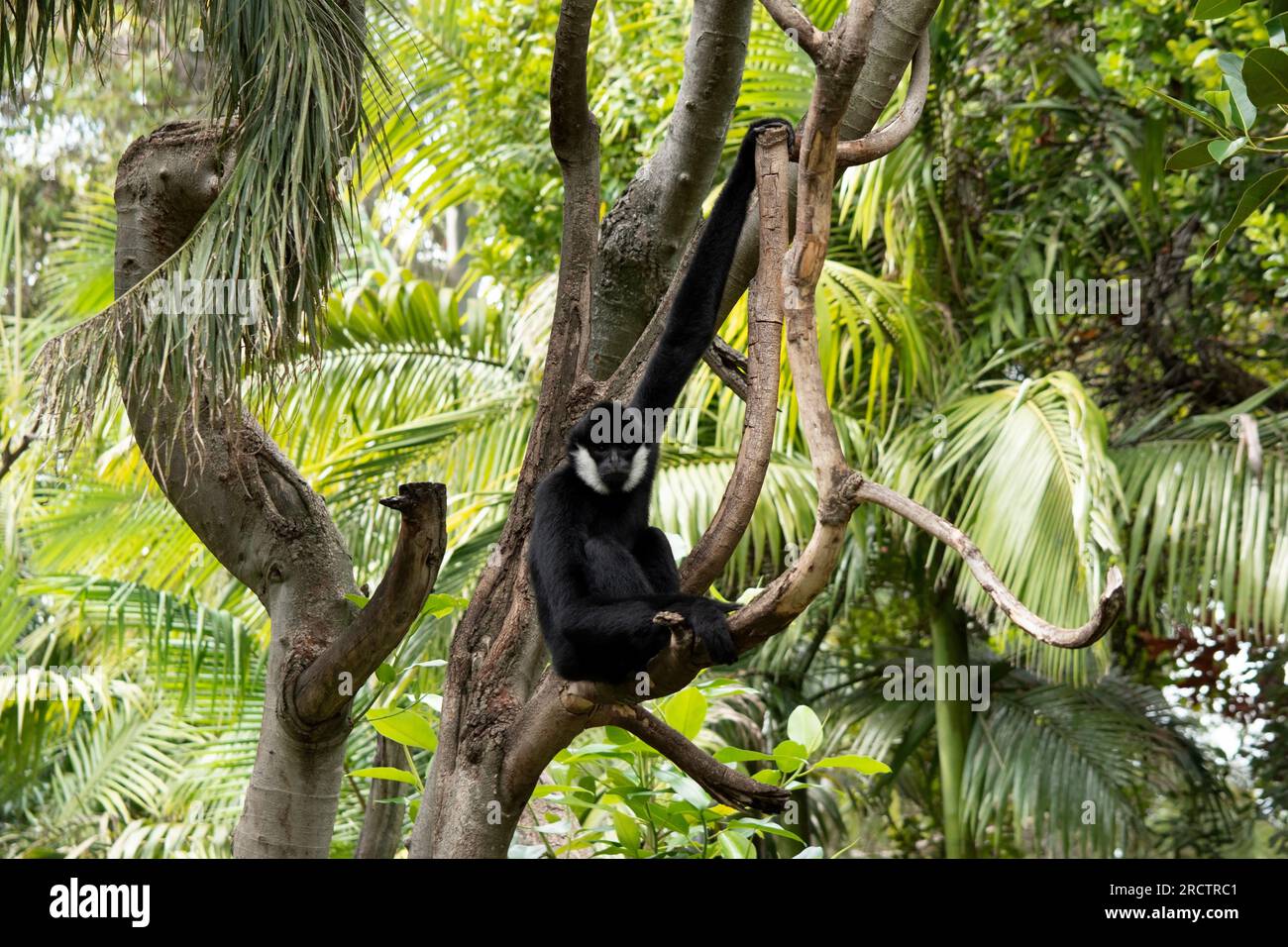 The male's white cheeked gibbon body is covered with black fur, with ...