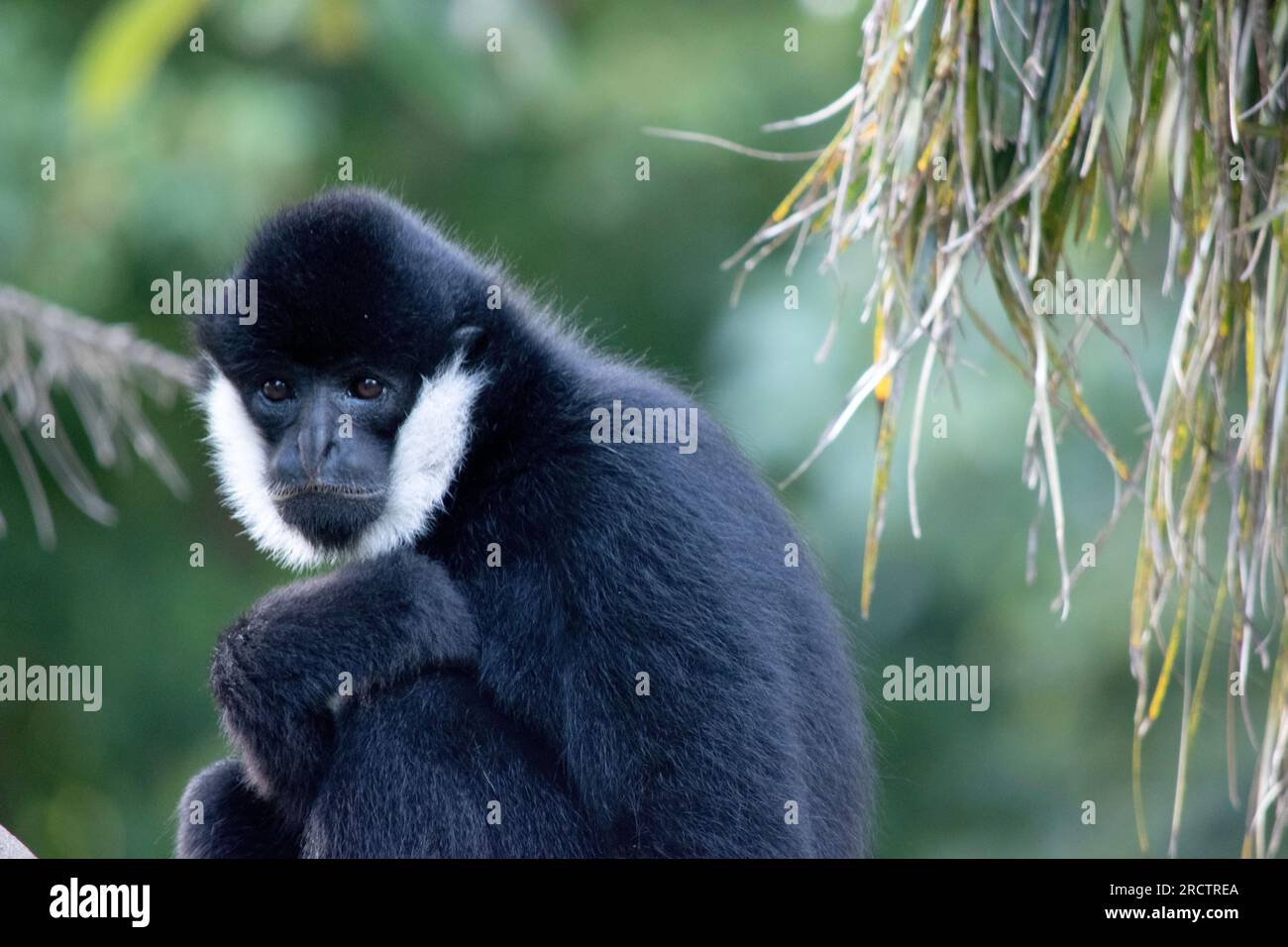 Gibbon laos hi-res stock photography and images - Alamy