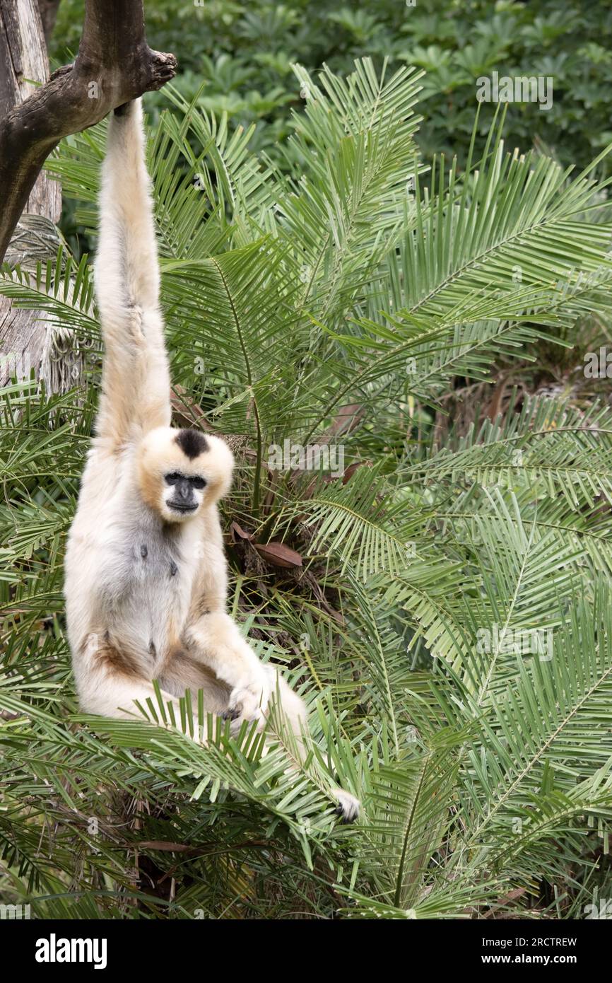 Golden gibbon hi-res stock photography and images - Alamy