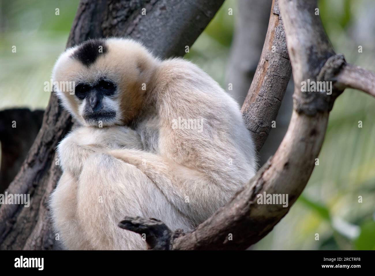 the female white cheeked gibbon is a gold color, with white cheeks and ...