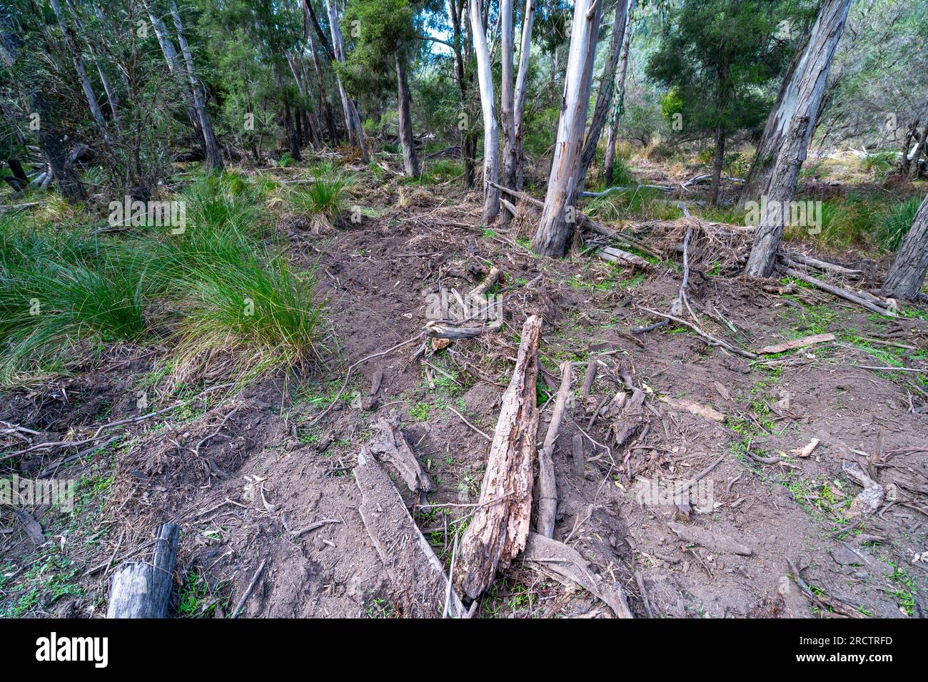 Damage caused by feral pigs (Sus scrofa) on river back of Severn River ...