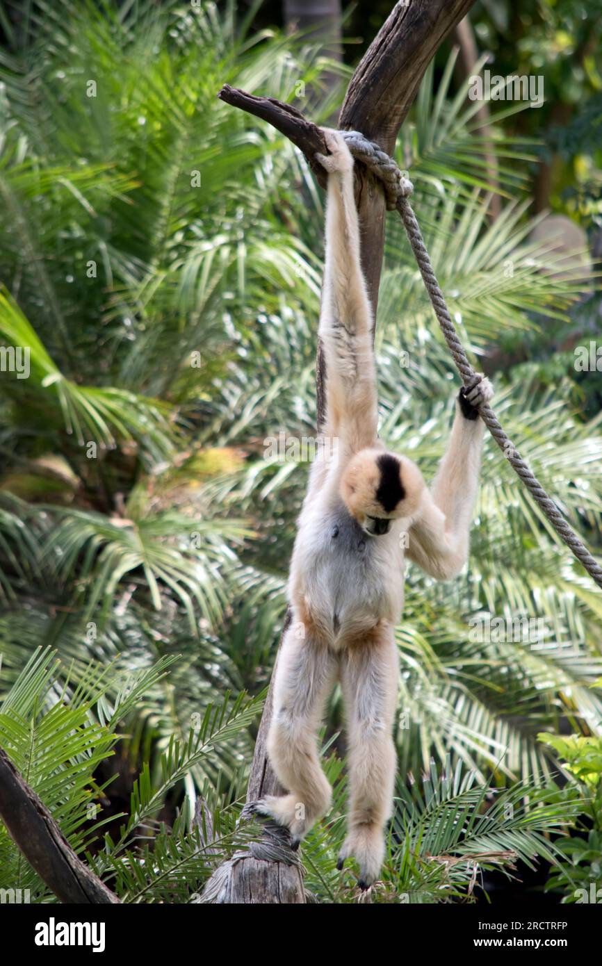 the female white faced gibbon has orange hair with a black face and ...