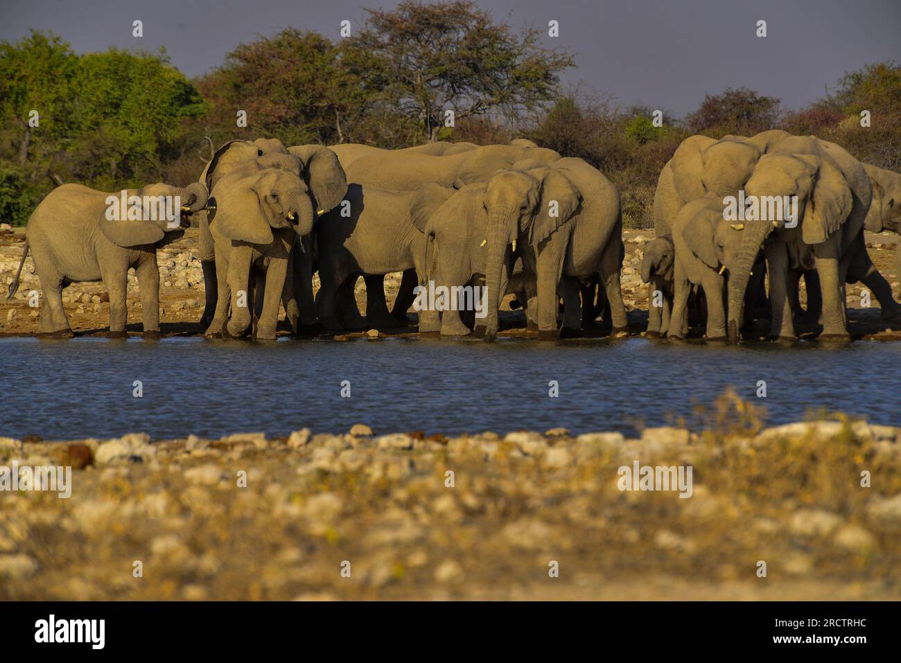 Big five wildlife hi-res stock photography and images - Alamy