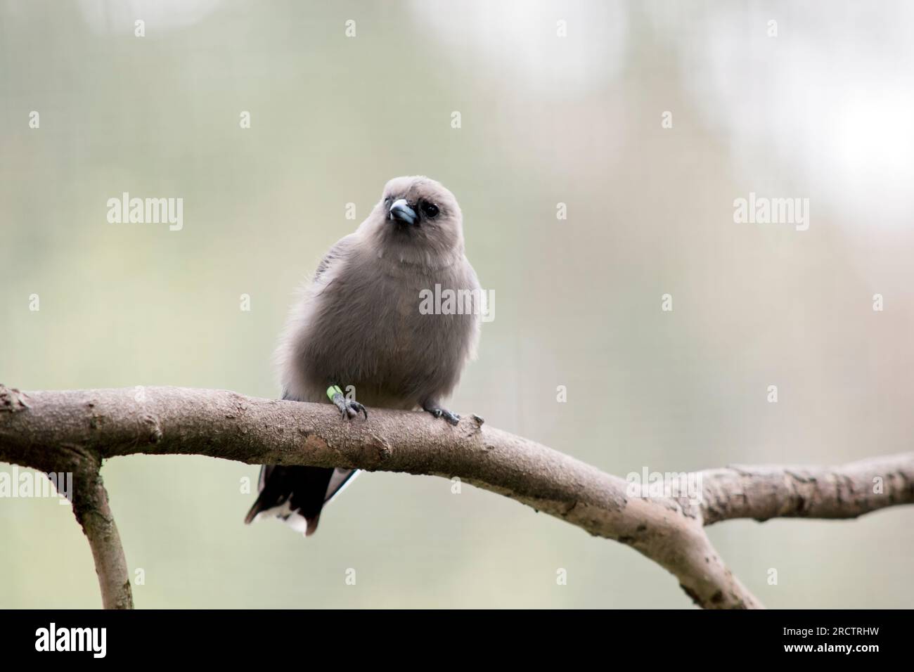the woodswallow is a small fluffy grey bird Stock Photo - Alamy