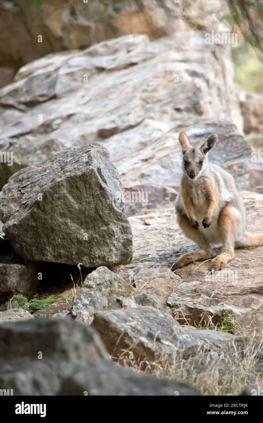 the joey yellow footed rock wallaby is standing on a rock Stock Photo ...