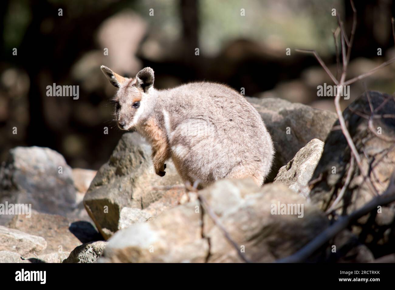 The yellow-footed rock-wallaby is grey to fawn-grey above and light ...