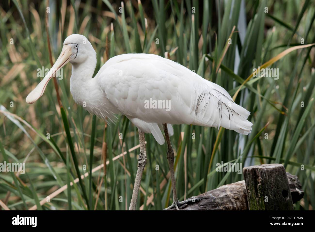 The yellow spoonbill is a large white sea bird with a cream bill that ...