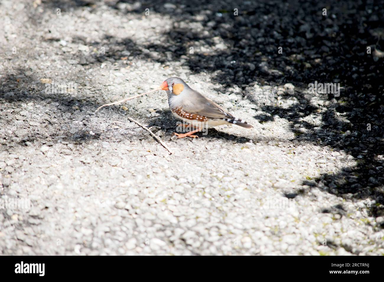 Zebra finches hi-res stock photography and images - Alamy