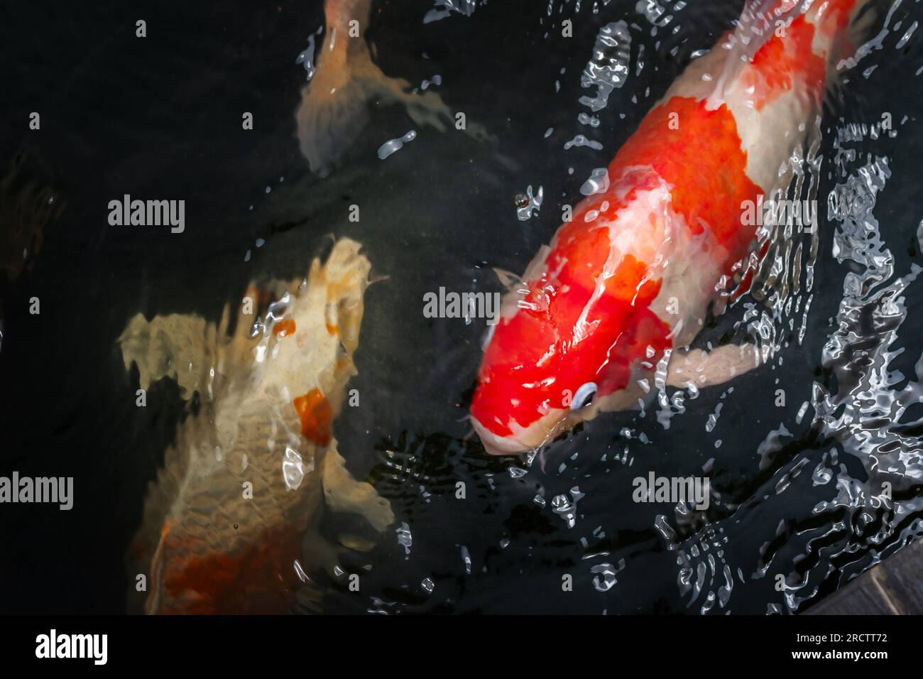 The Koi carp fish in the pond Stock Photo - Alamy