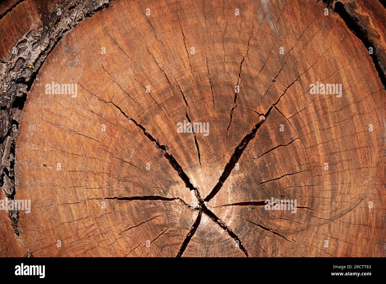 Log cut tree pattern. nature background Stock Photo - Alamy