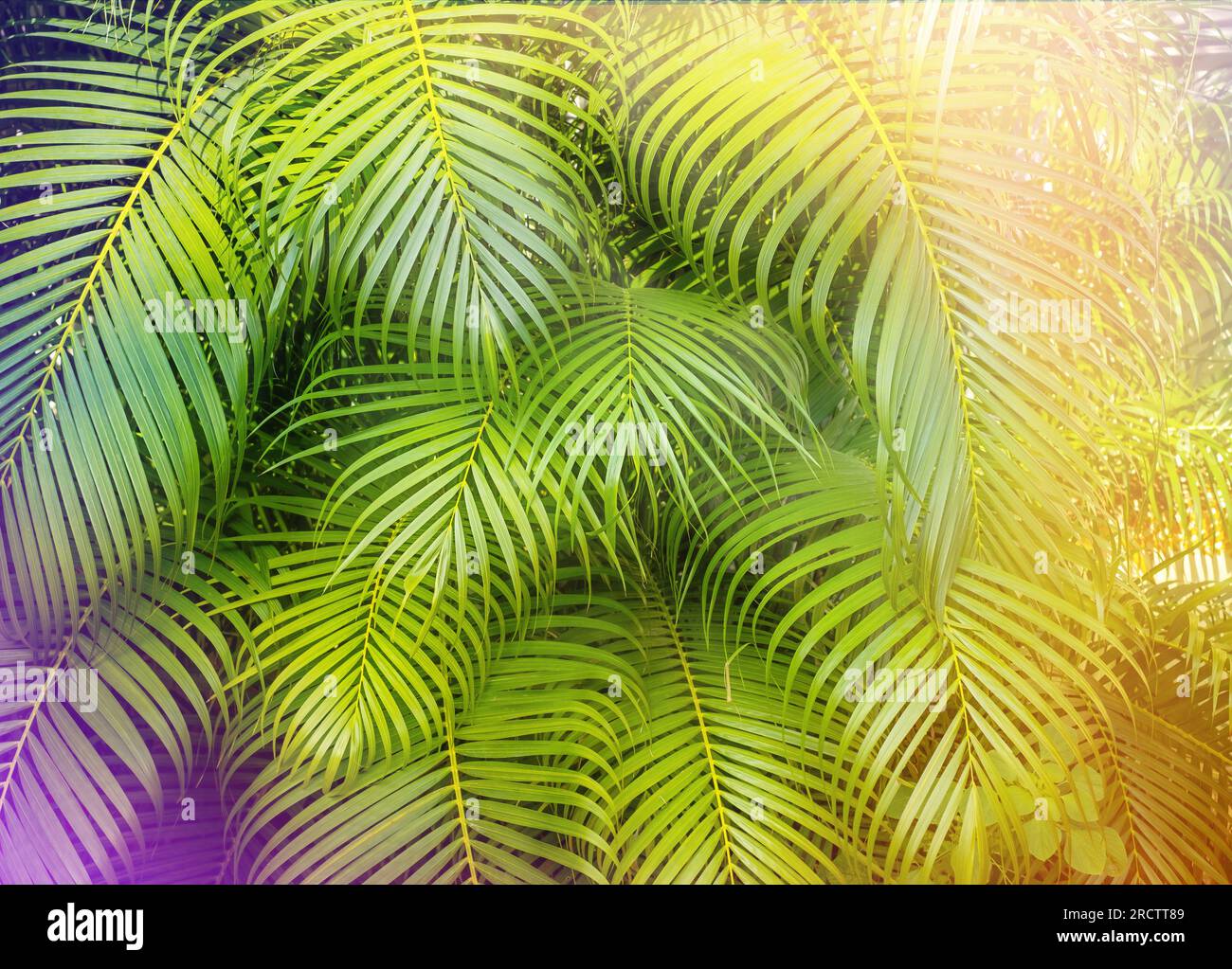 Colorfull palm leaves abstract nature background Stock Photo - Alamy