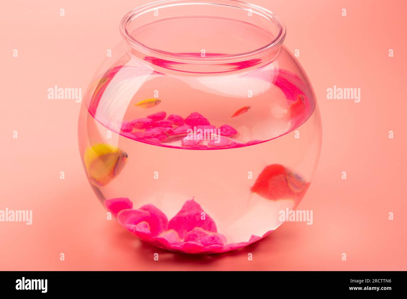 Small fishes swim in aquarium ball perspective view on pink background ...