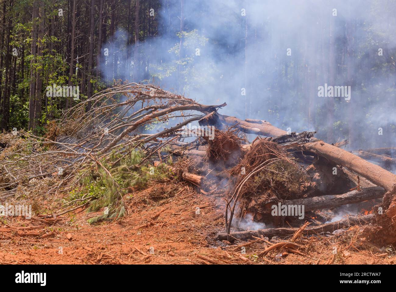 Land preparation for construction burning uprooted trees Stock Photo ...