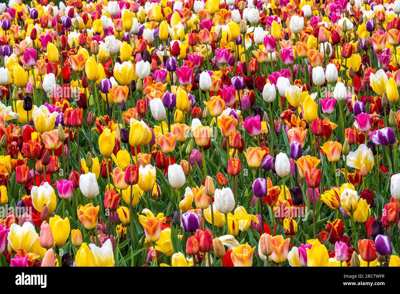 wide cluster of color and height of various tulips in bloom Stock Photo ...
