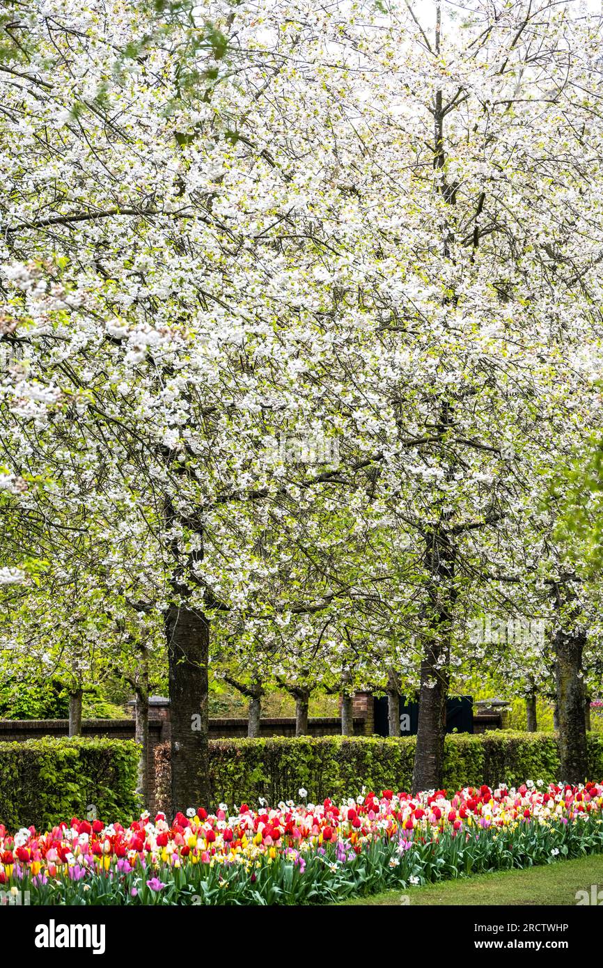 line of trees with white blossoms and variety of tulips in a row Stock ...