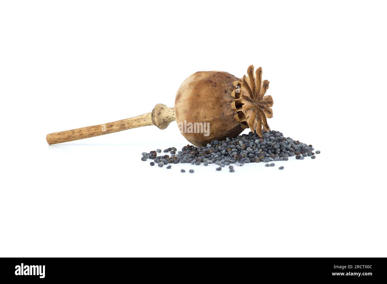 Dried poppy head and pile of poppy seeds isolated on white background ...