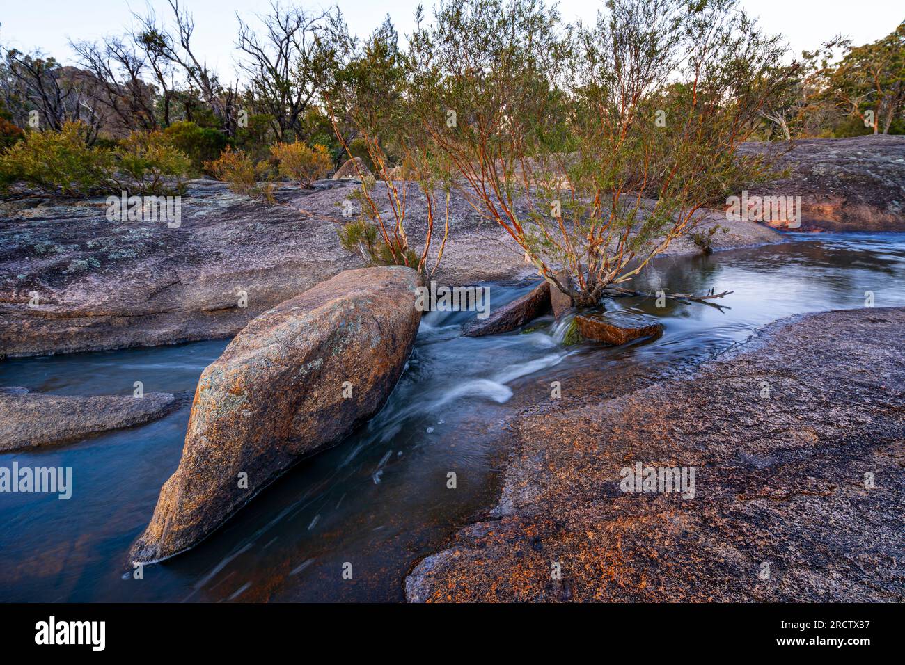 Tree growing in creek bed with water cascading over granite rock bed ...