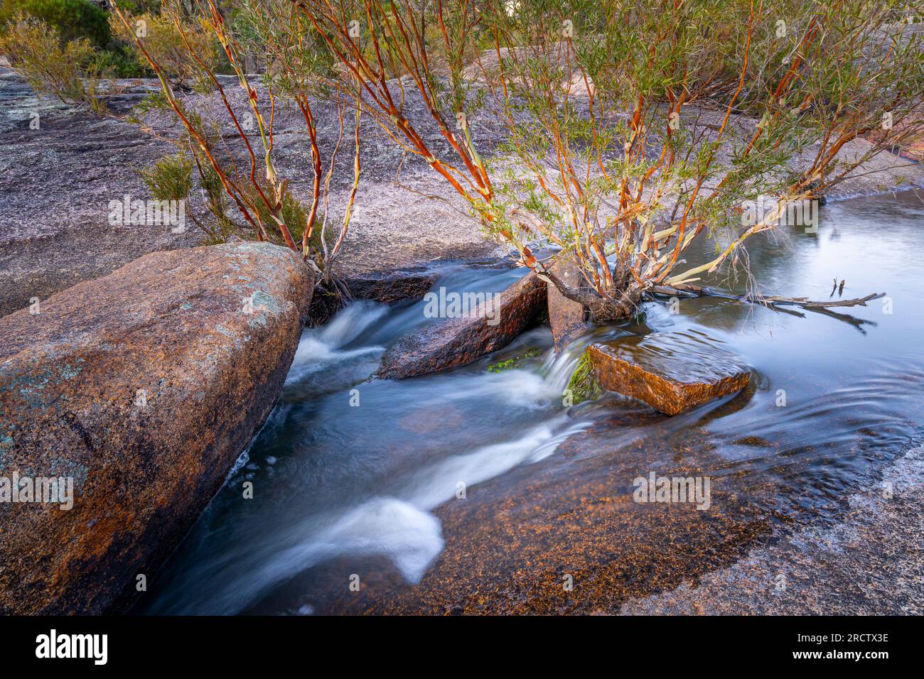 Tree growing in creek bed with water cascading over granite rock bed, Bald Rock Creek, Girraween ...