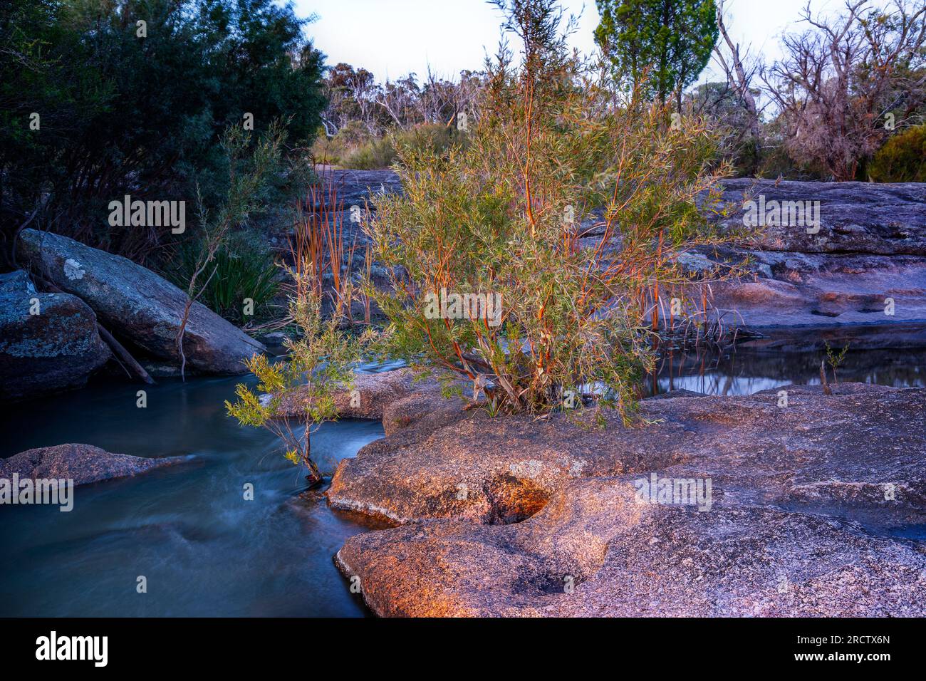 Tree growing in creek bed with water cascading over granite rock bed, Bald Rock Creek, Girraween ...