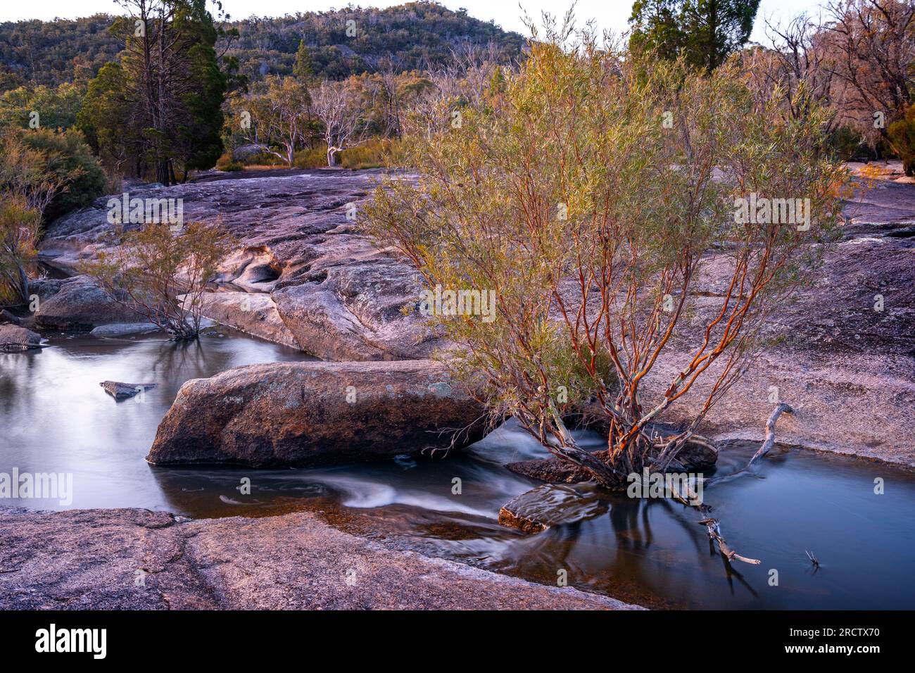 Tree growing in creek bed with water cascading over granite rock bed, Bald Rock Creek, Girraween ...
