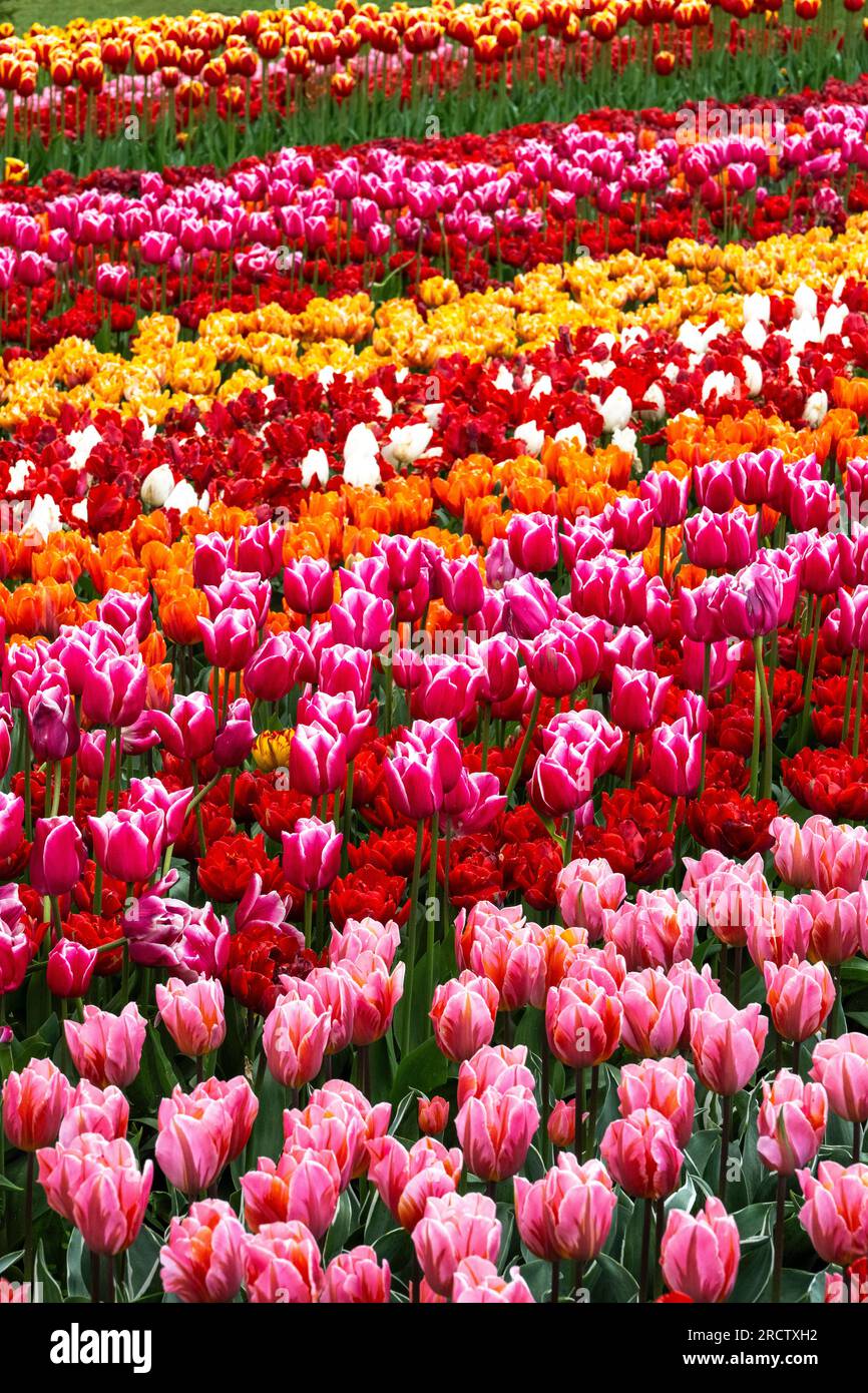 rows of pink and red tullips at the Keukenhof Gardens Stock Photo - Alamy