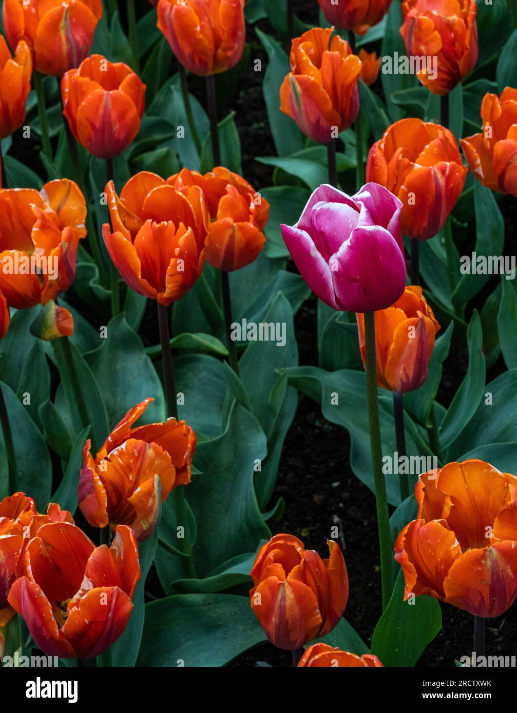 Tulips red pink hi-res stock photography and images - Alamy