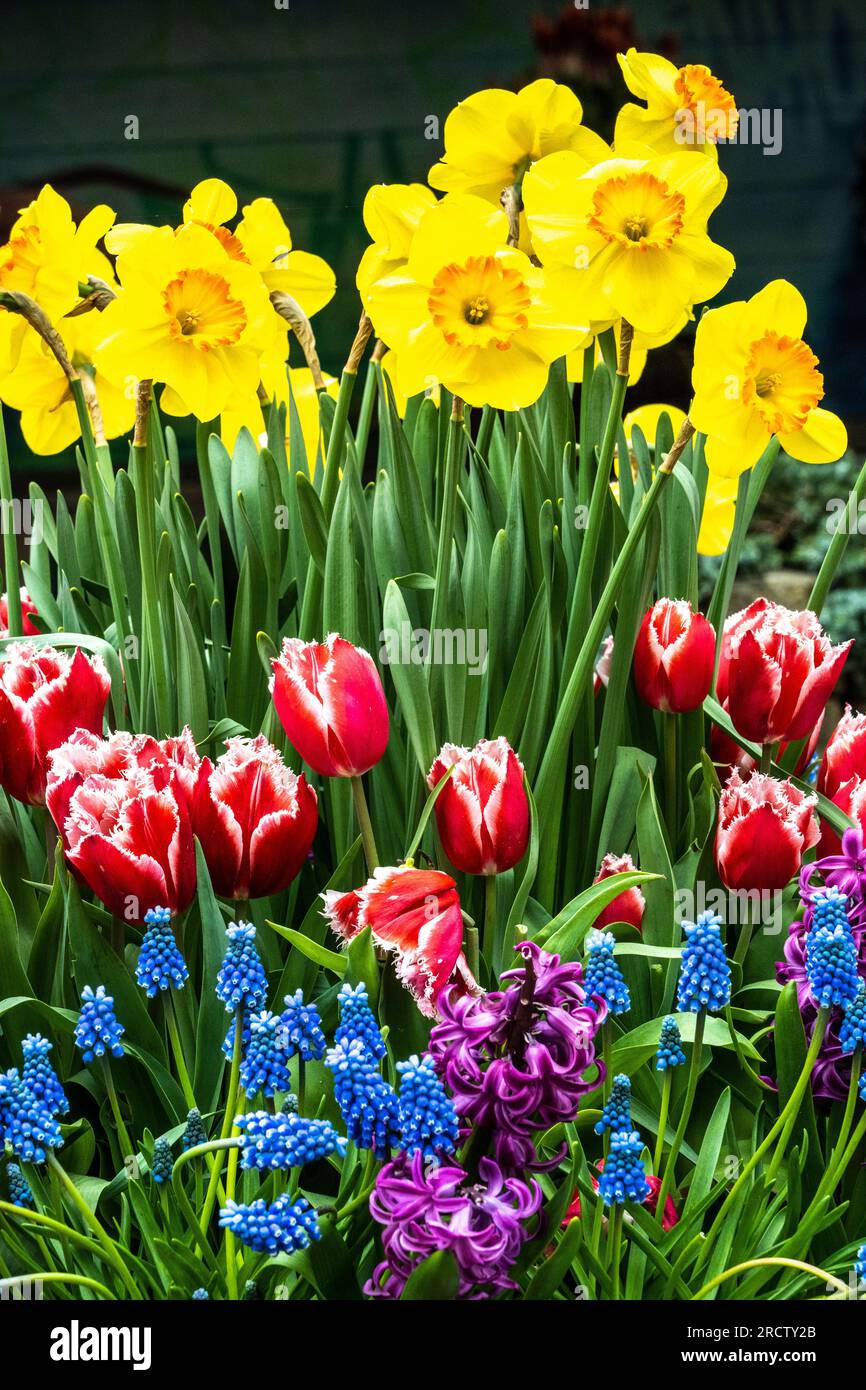 Bulb flowers hi-res stock photography and images - Alamy