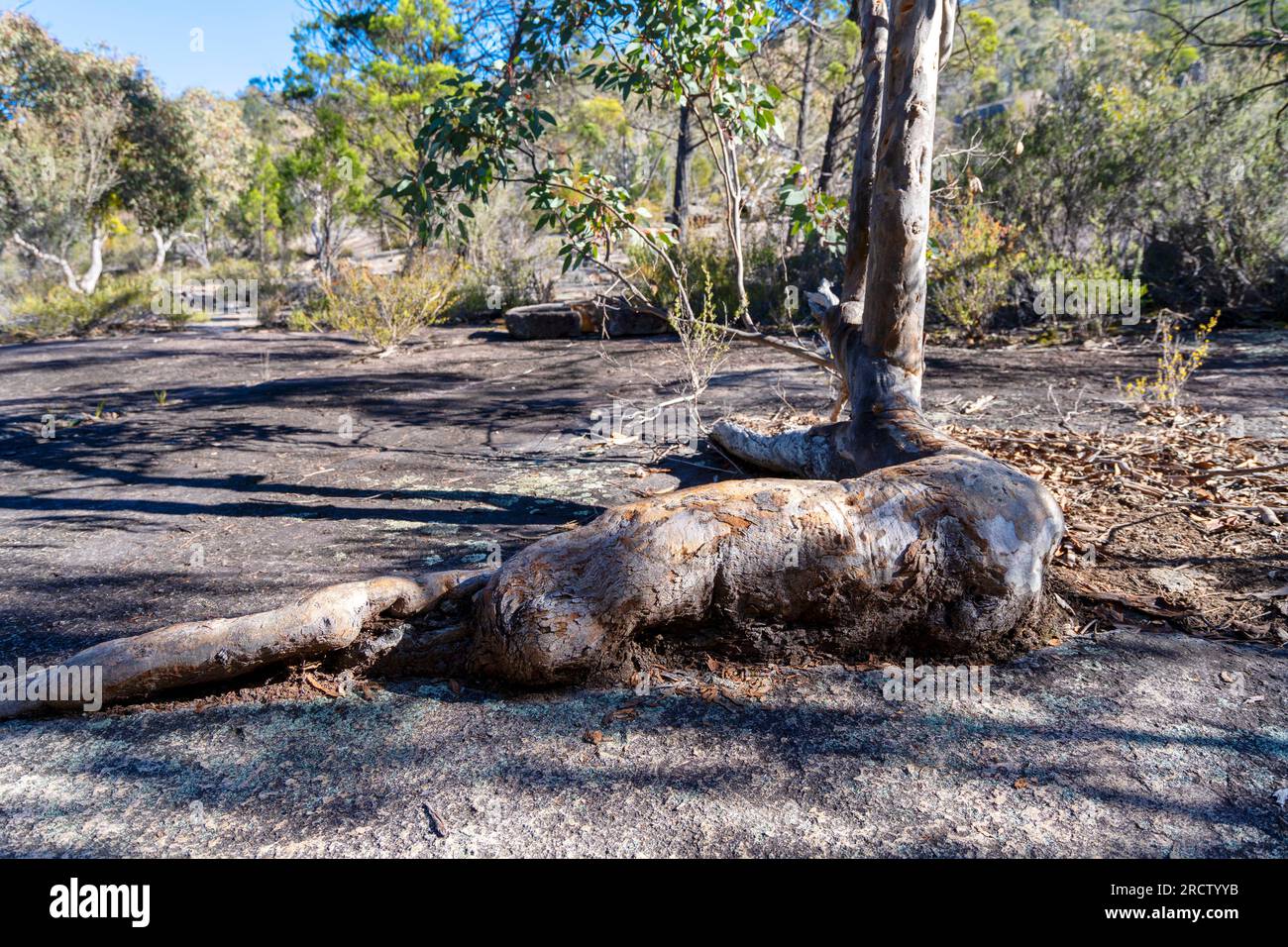Tree root on granite rock, Bald Rock Creek, The Junction, Girraween ...