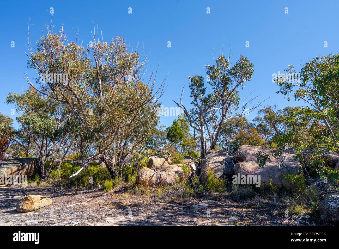 Bushland on the backs of Bald Rock Creek, The Junction, Girraween ...