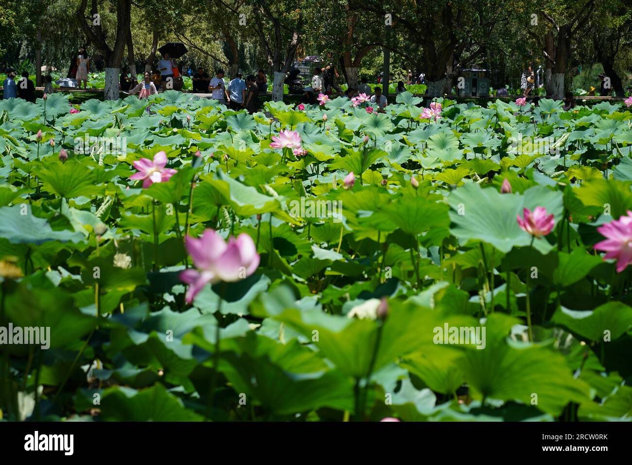 Hong Kong Lotus Flower Lotus Flower, Plant Stand, Plant Stool, Plant